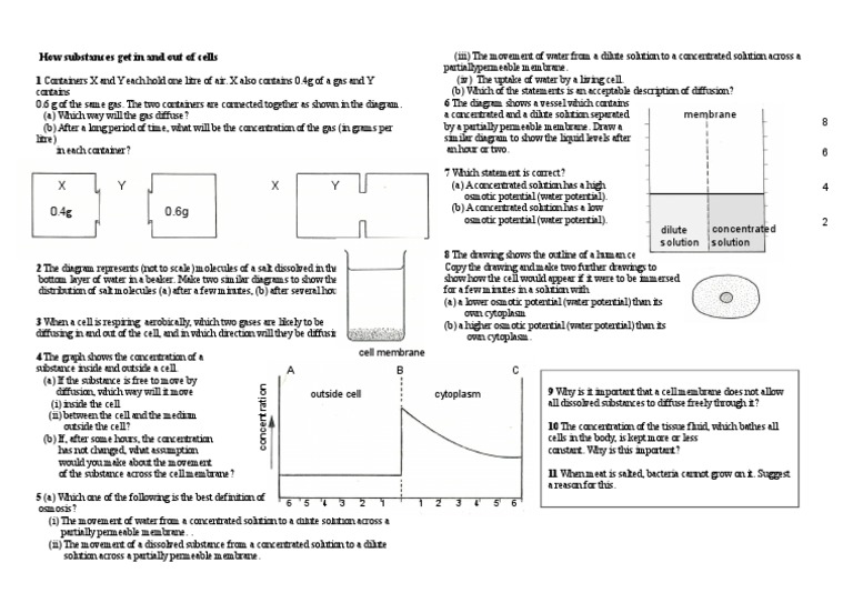 Diffusion Osmosis Questions | PDF | Osmosis | Cell Membrane