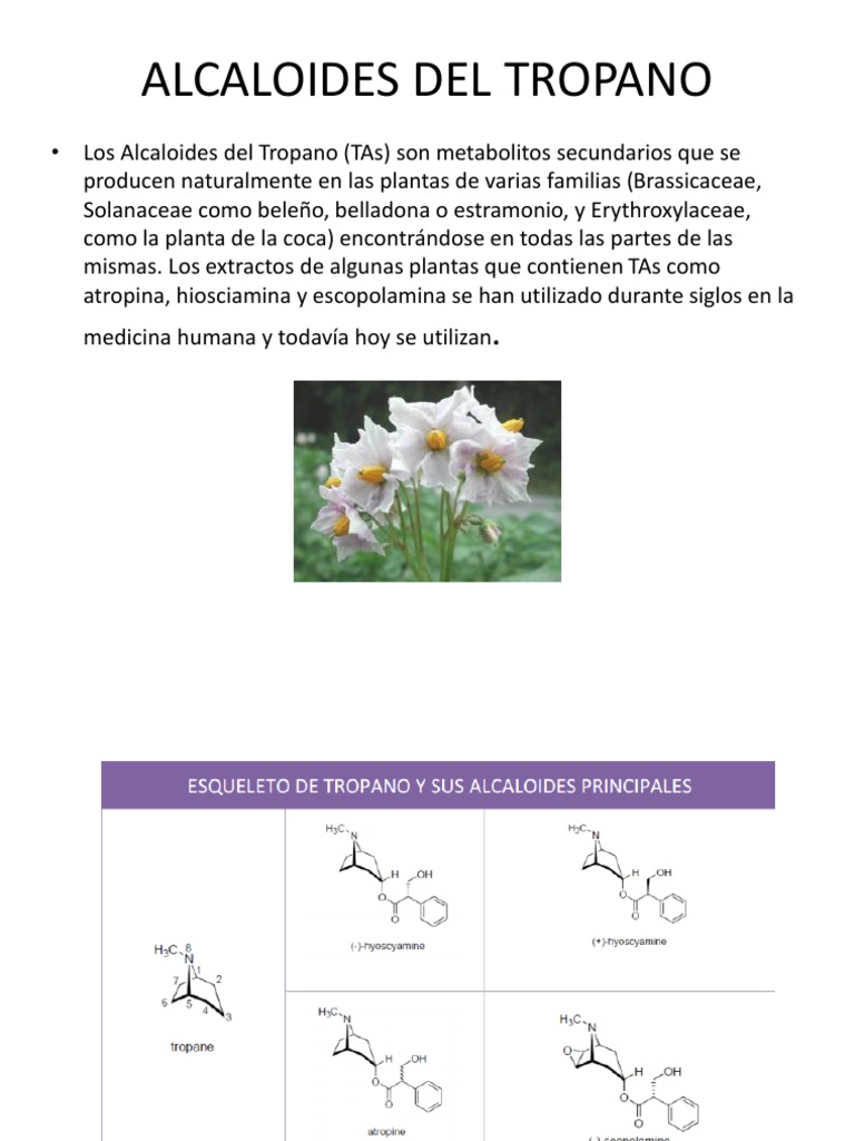 Alcaloides Del Tropano | PDF