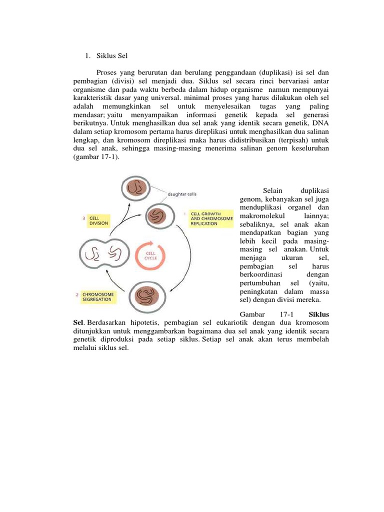 Tahapan Siklus Sel Kontrol Pemelahan Sel Dan Mekanisme Sel | PDF ...