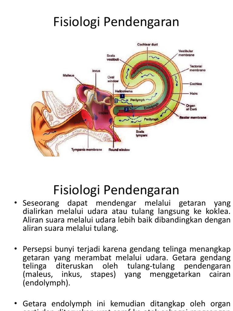 Fisiologi Pendengaran | PDF