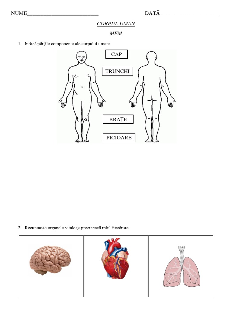Corpul - Uman Organe Interne Si de Simt | PDF