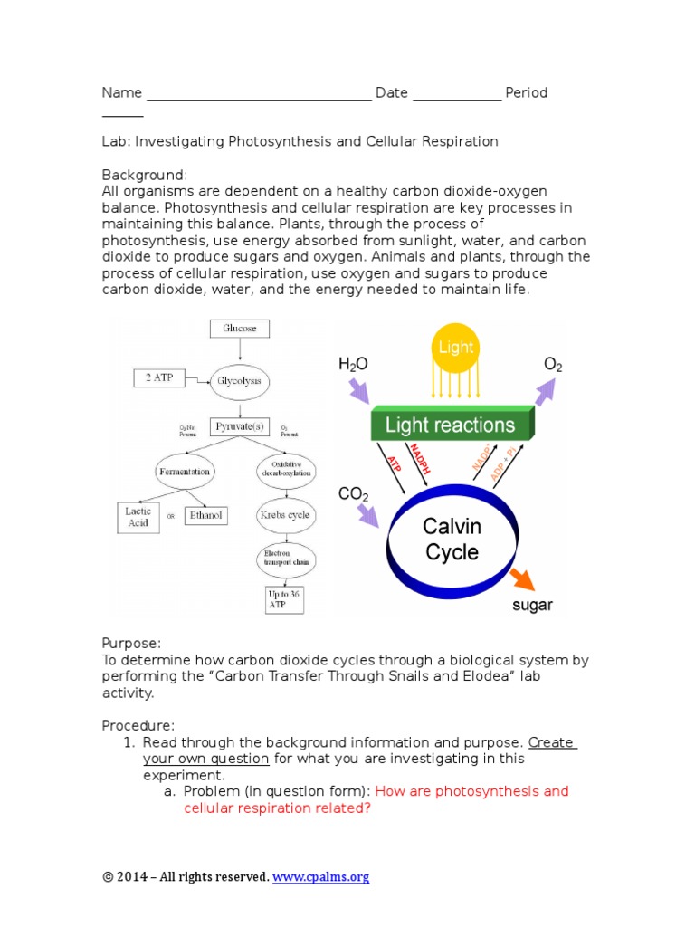 Photosynthesis Cellular Respiration Lab Key2 | Photosynthesis | Carbon ...
