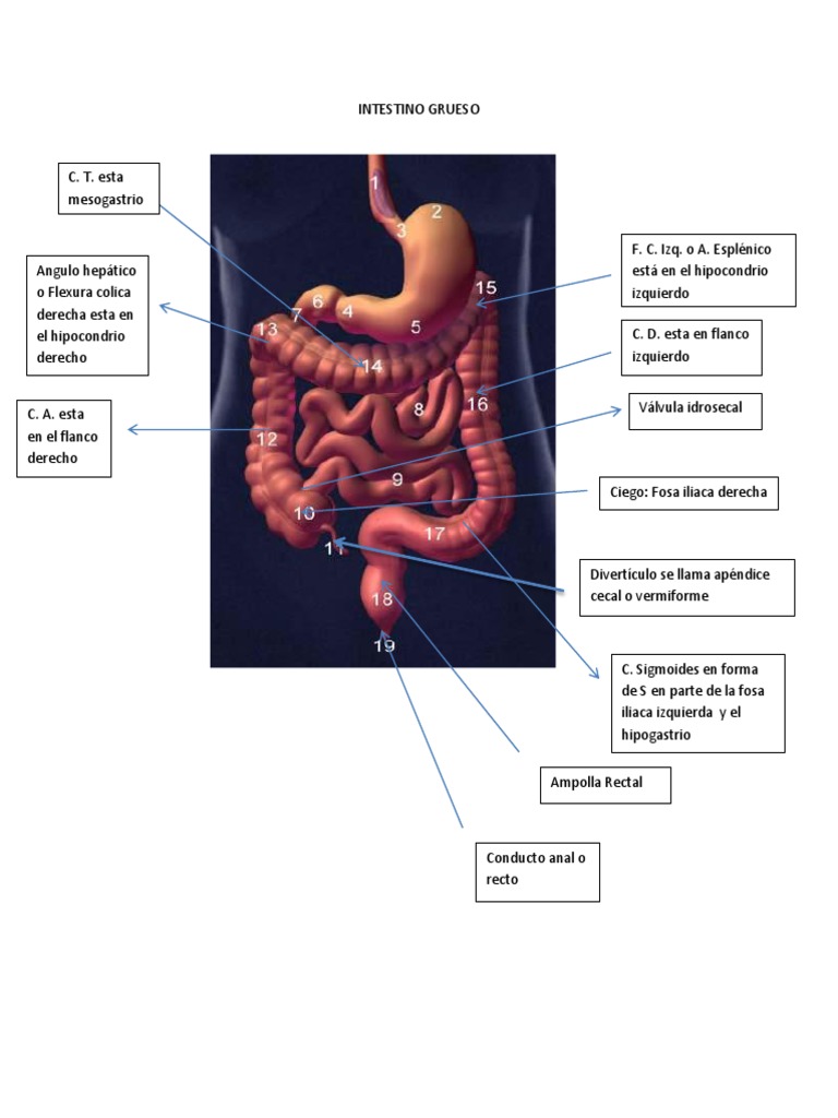 Intestino Grueso | PDF | Intestino grueso | Recto