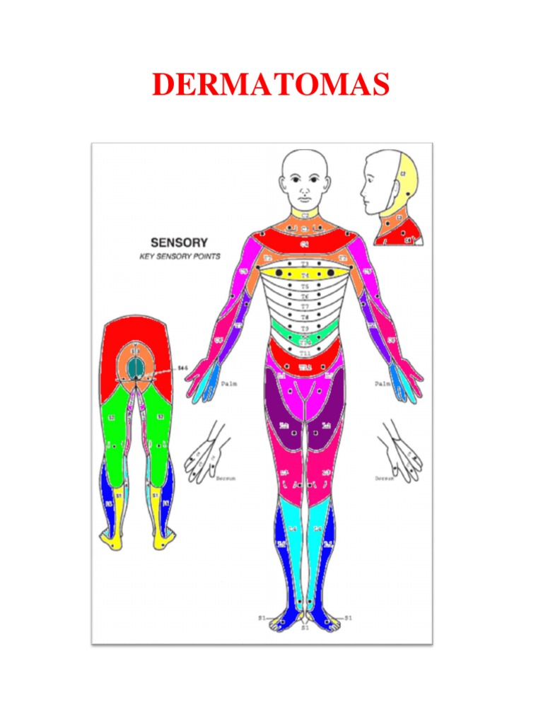 Cuadro de Dermatomas | PDF