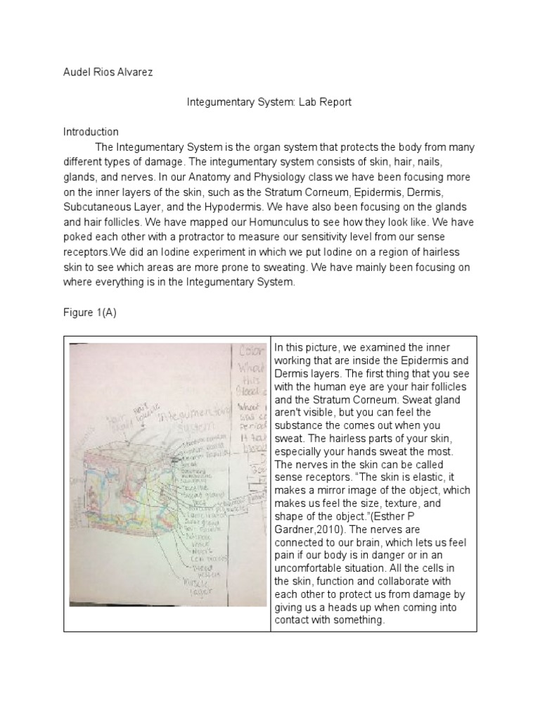 Integumentary System Lab Report Pdf Organ Anatomy Glands