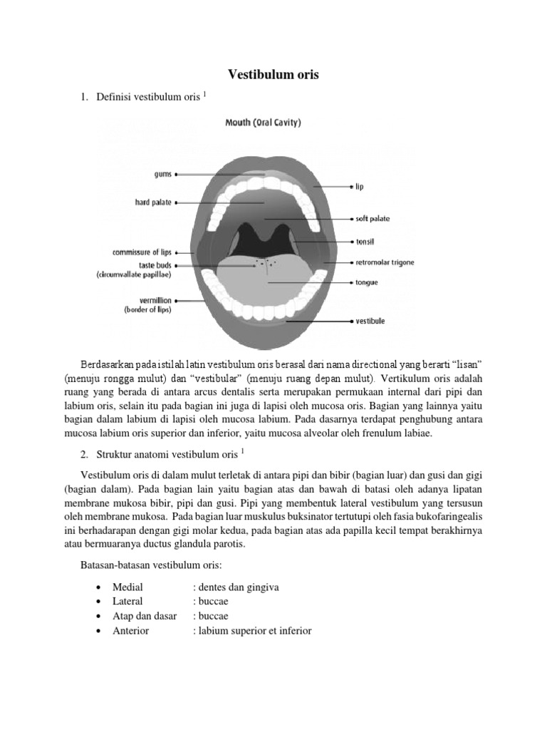 Vestibulum Oris | PDF