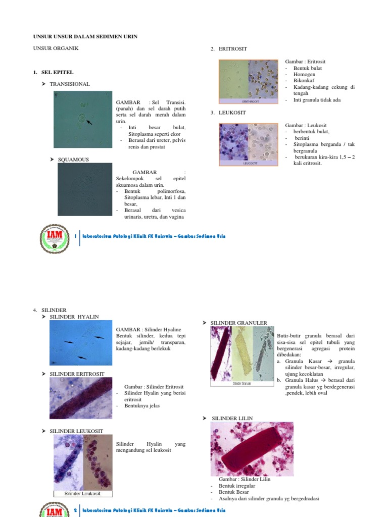 Gambar Sedimen Urin PDF | PDF