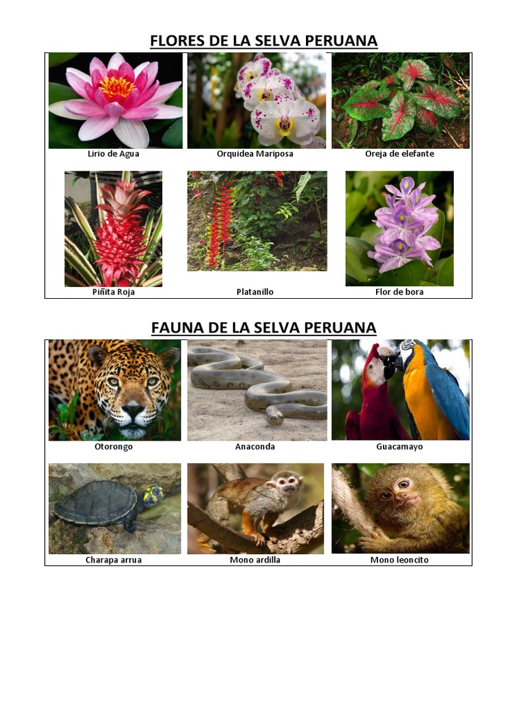 Flores y Fauna de La Selva Peruana | PDF