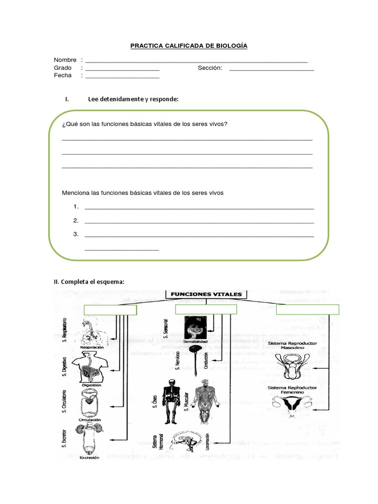 Practica Calificada de Biología Funciones Vitales | PDF