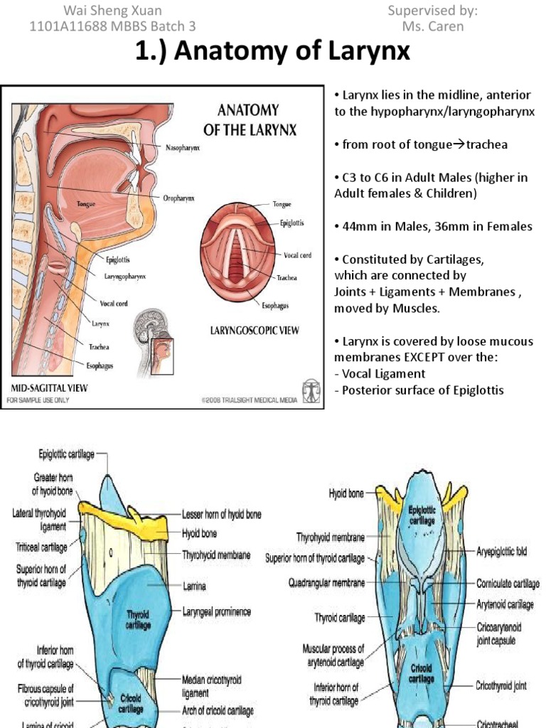 Anatomy of the Larynx for Medical Students | PDF | Larynx | Primate Anatomy