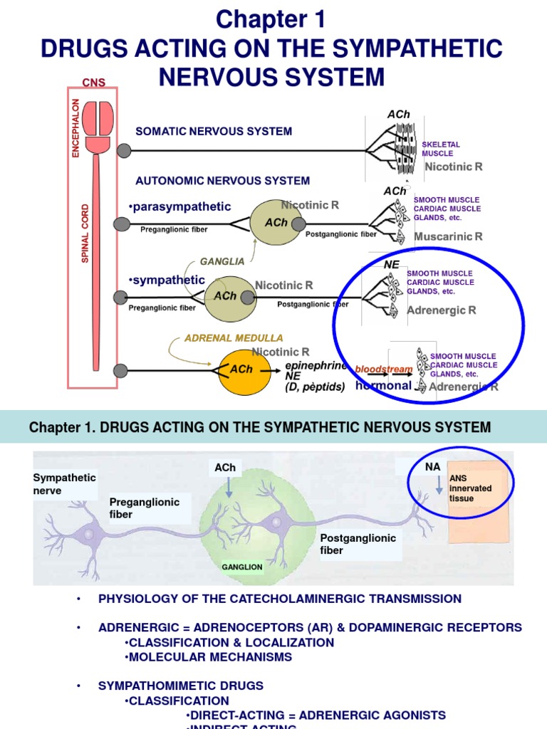 Drugs Acting on the Sympathetic Nervous System | PDF | Norepinephrine ...