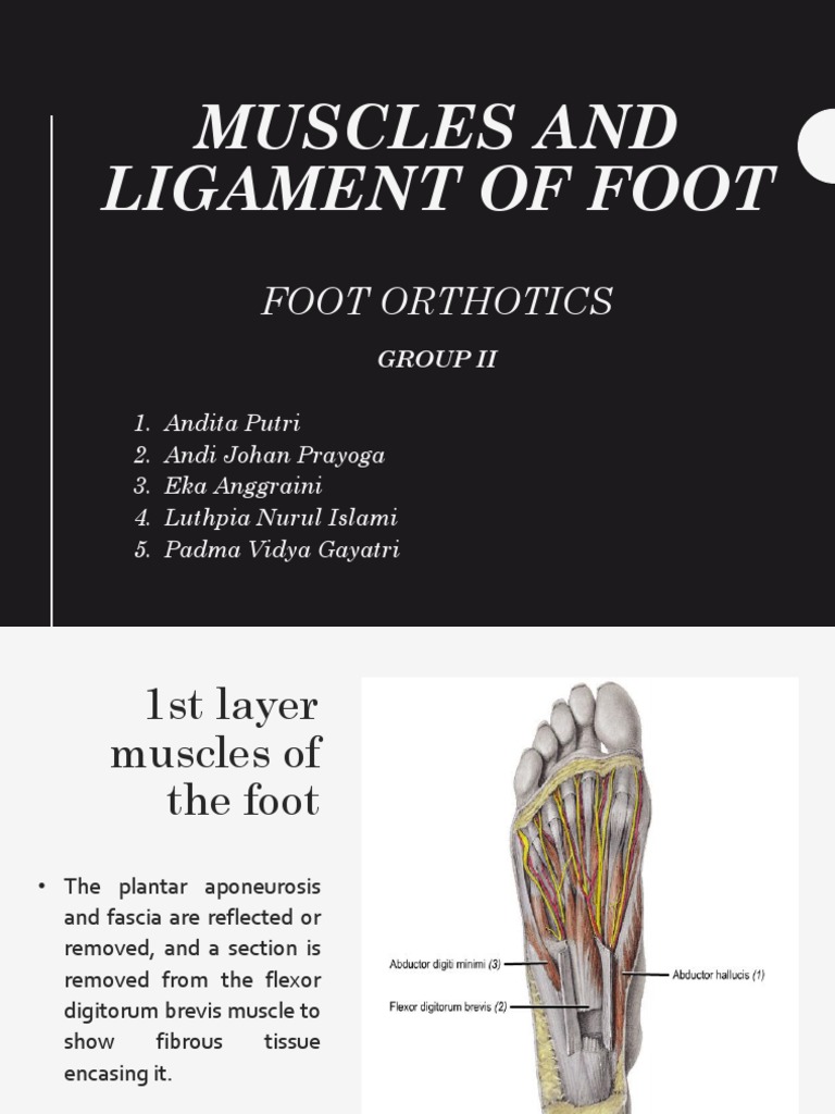 Anatomy of Foot Muscles and Ligaments | PDF | Foot | Ankle