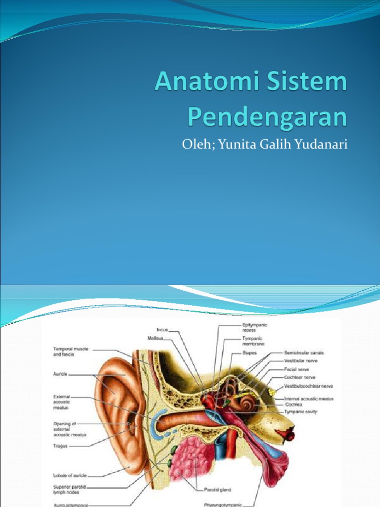 Anatomi Sistem Pendengaran | PDF