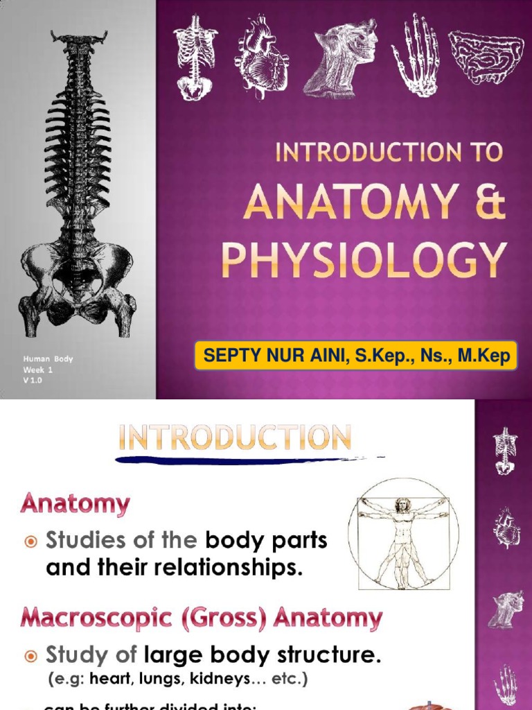Introduction To Human Anatomy | PDF