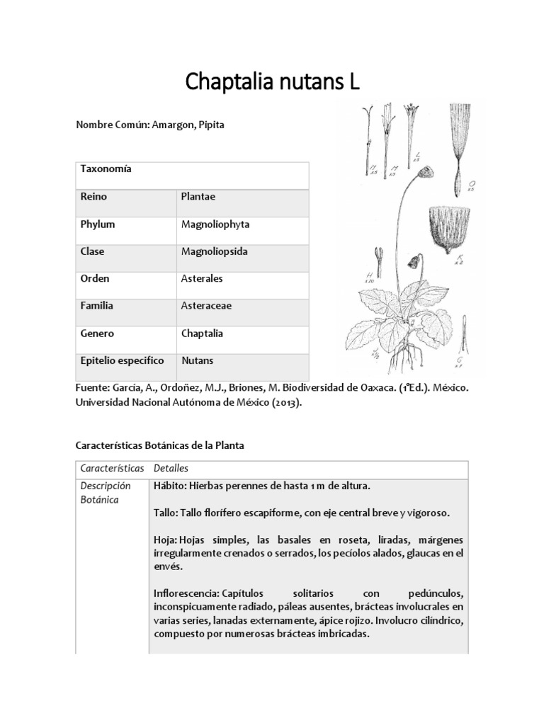 Chaptalia Nutans L | PDF | Plantas | Horticultura y jardinería