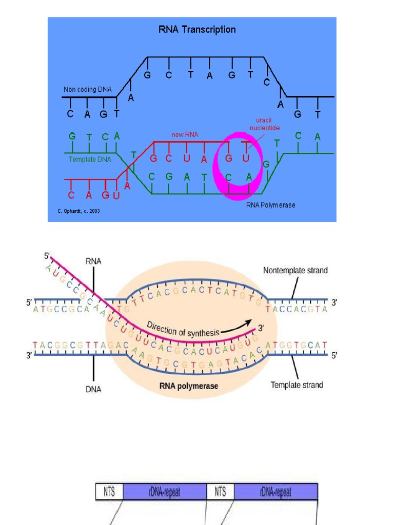 De Gen Proteína | PDF | Rna | Messenger Rna