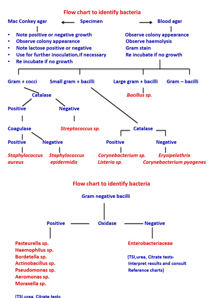 Flow Chart For Bacterial Identification | PDF