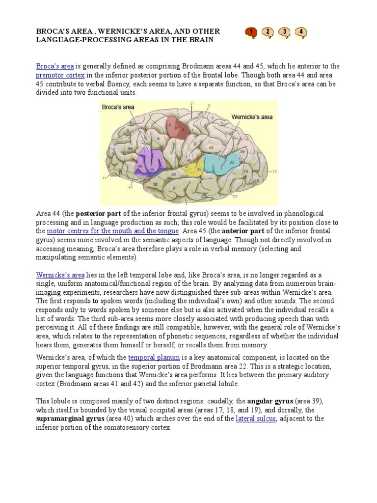 Broca's Area, Wernicke's Area, and Other Language-Processing Areas in ...