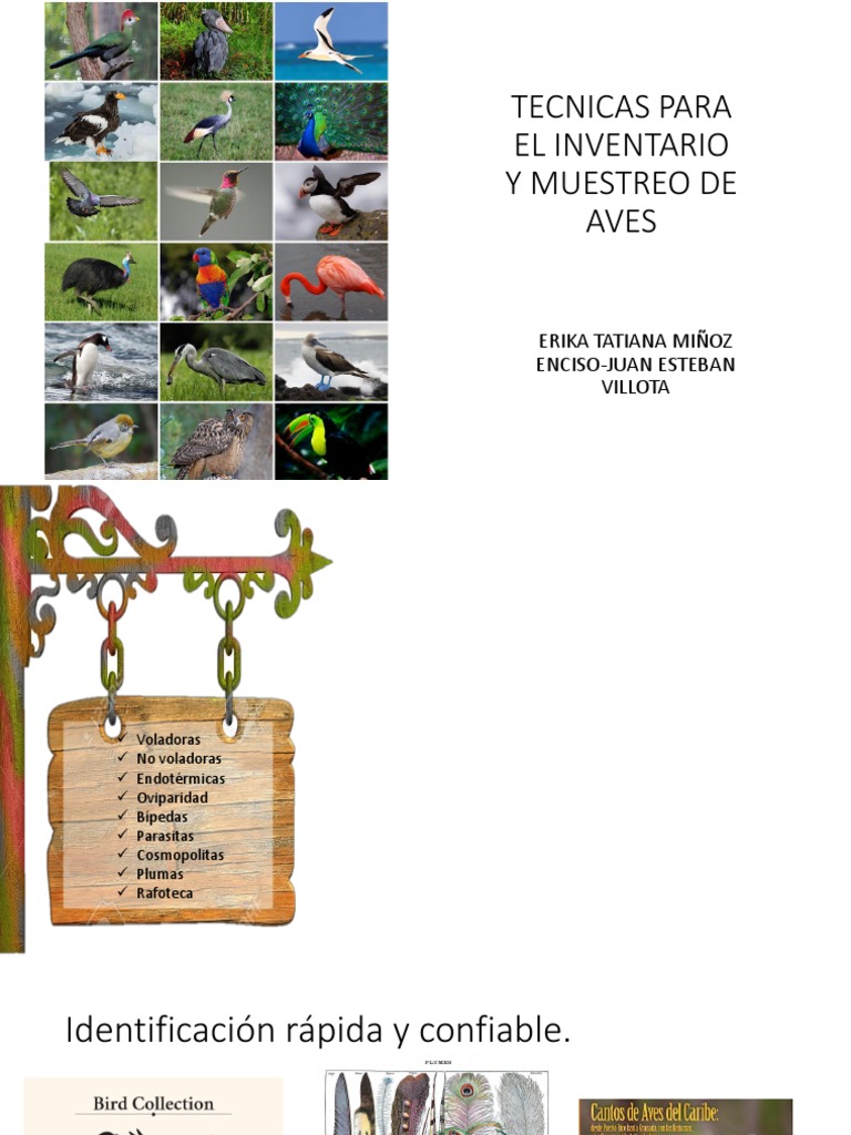 Tecnicas para El Inventario y Muestreo de Aves | PDF | Aves | Información
