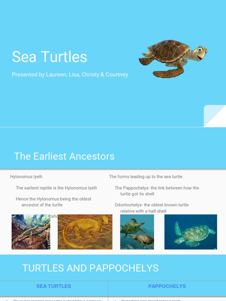 Sea Turtles | PDF | Turtle | Sea Turtle