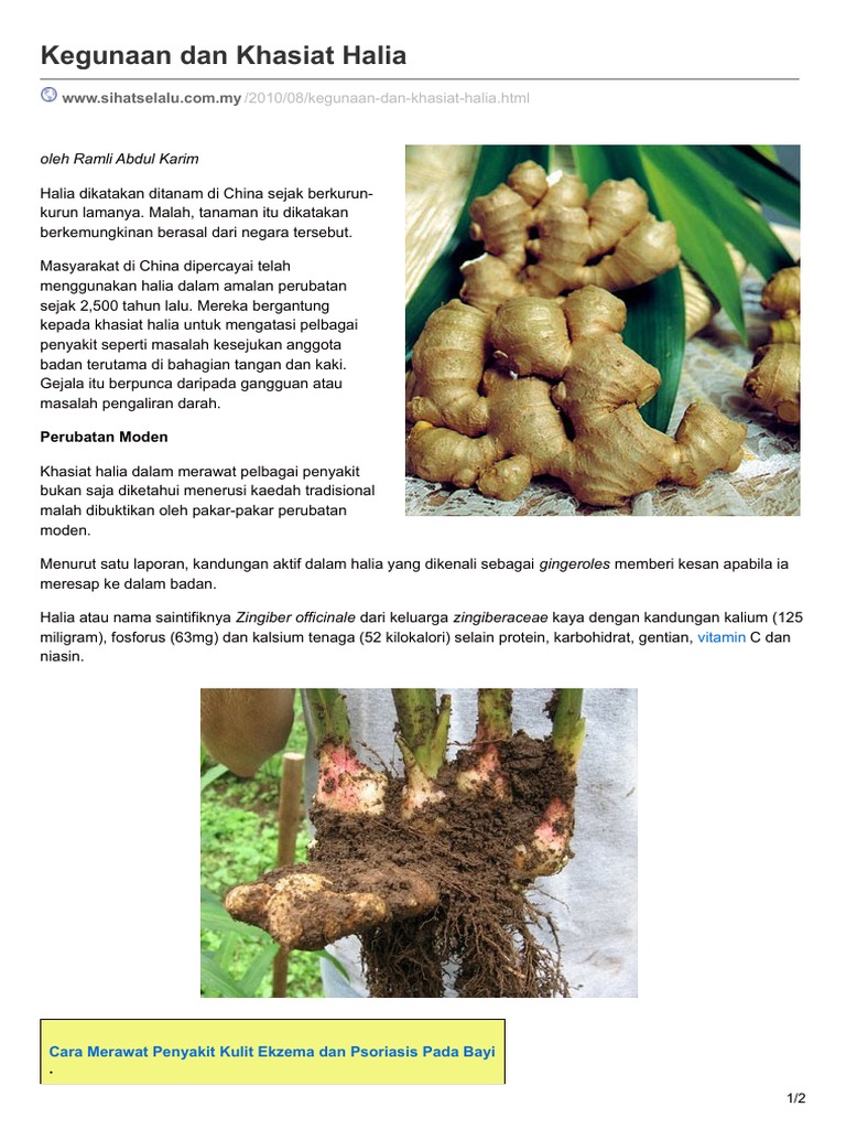 .My-Kegunaan Dan Khasiat Halia | PDF