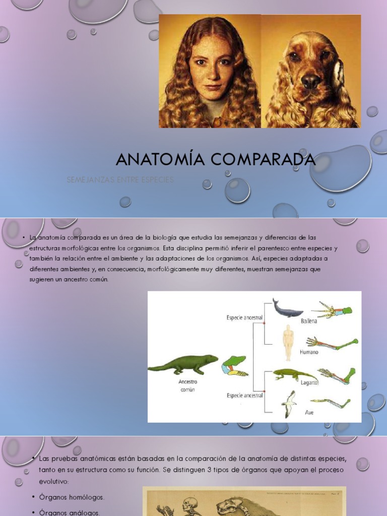 Anatomía Comparada | PDF | Homología (biología) | Conceptos biologicos