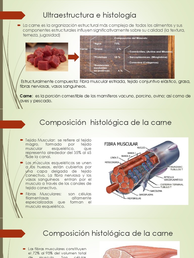 Ultraestructura e Histología de La Carne | PDF | Músculo | Carne