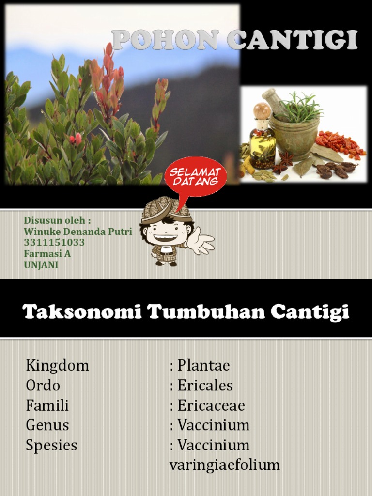 Cantigi Wahaha | PDF