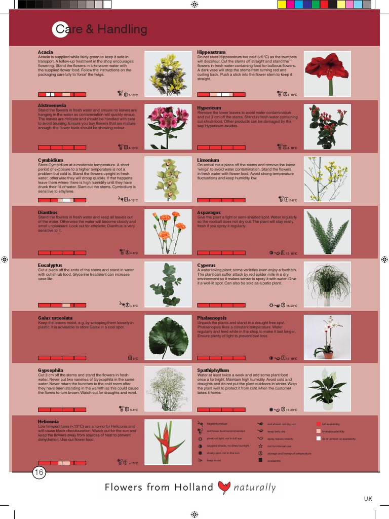 FLOWER CARE.pdf | Flowers | Horticulture And Gardening
