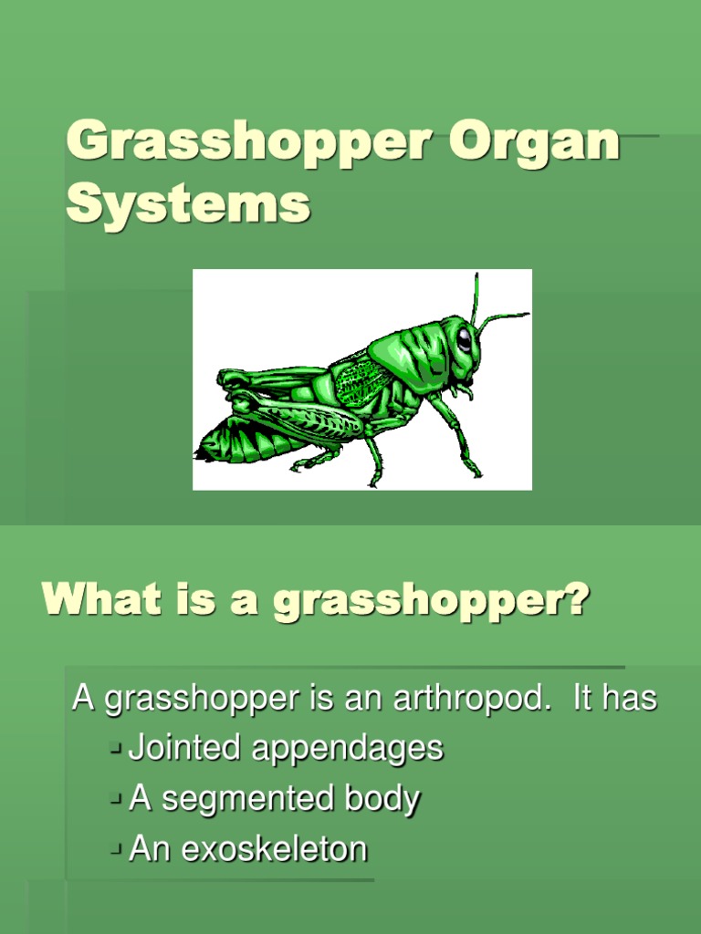 Lesson 11 - Grasshopper | Circulatory System | Blood