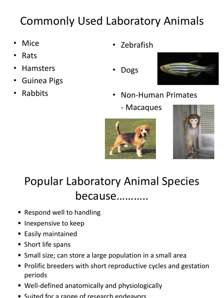 Lab Animals | PDF | Animal Testing | Guinea Pig