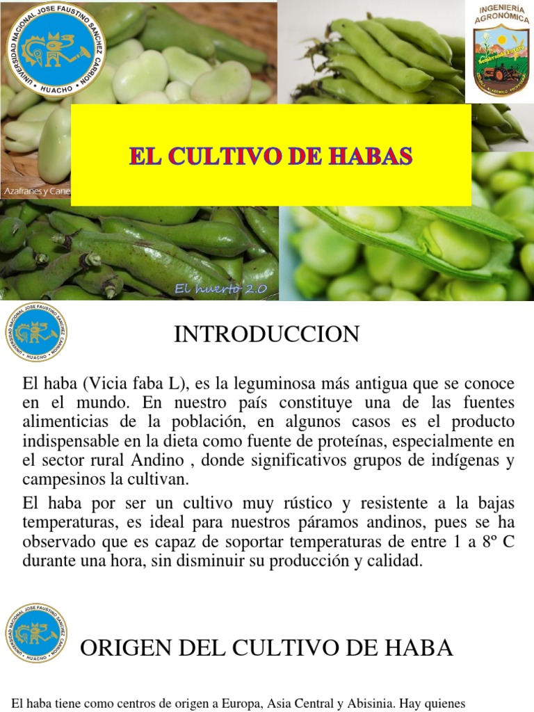07 El Cultivo de Habas. Expo | PDF | Guisante | Legumbre