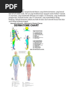 DERMATOME | PDF