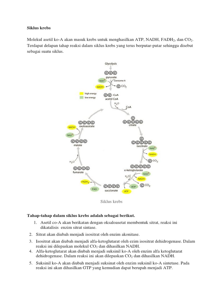 Siklus Krebs | PDF