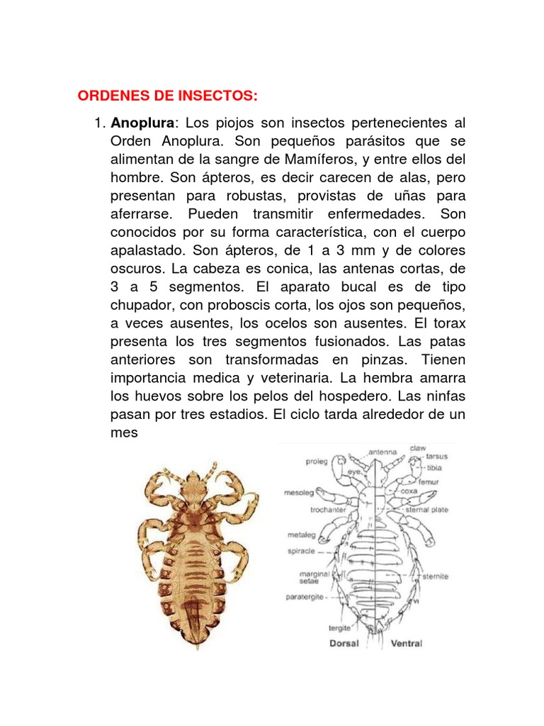 Ordenes de Insectos | PDF | Mosca | Insectos