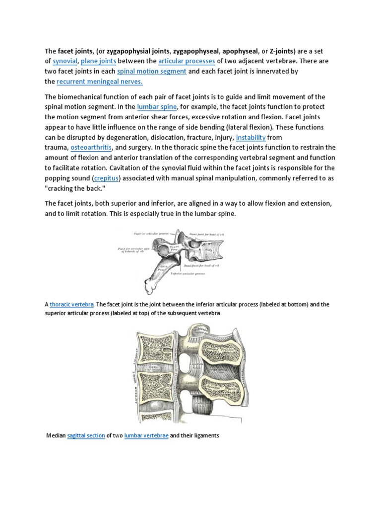 Synovial Plane Joints Articular Processes Spinal Motion Segment ...