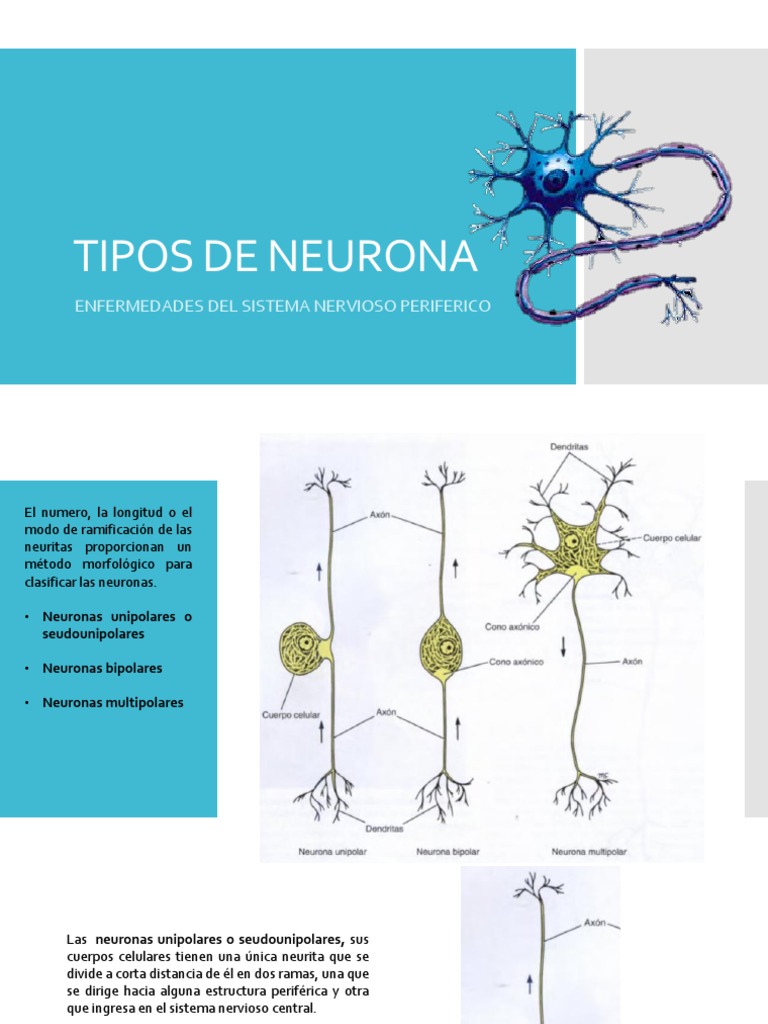 Tipos de Neuronas | PDF