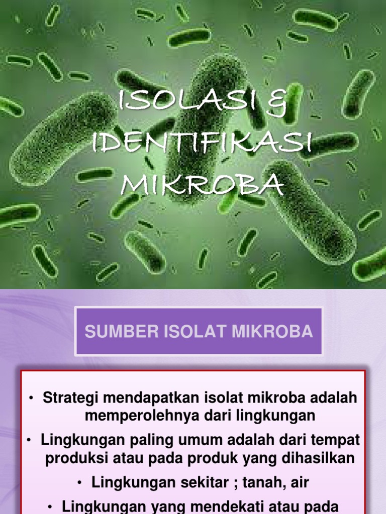 3a Isolasi Mikroba & Identifikasi | PDF
