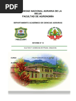 Ficha Técnica Del Pasto Marandú (Brachiaria Brizantha Cv. Marandú ...