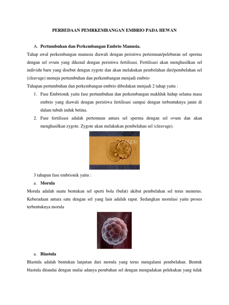 PERKEMBANGAN EMBRIO PADA HEWAN DAN MANUSIA | PDF