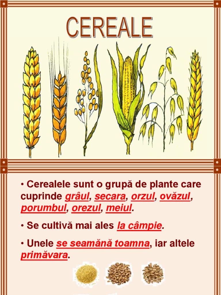 Cereale | PDF