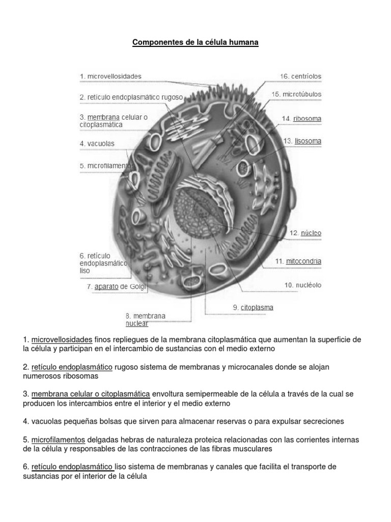 Componentes de La Célula Humana | PDF | Citoplasma | Adn