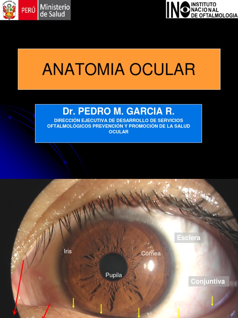 Anatomia Ocular: Dr. Pedro M. Garcia R