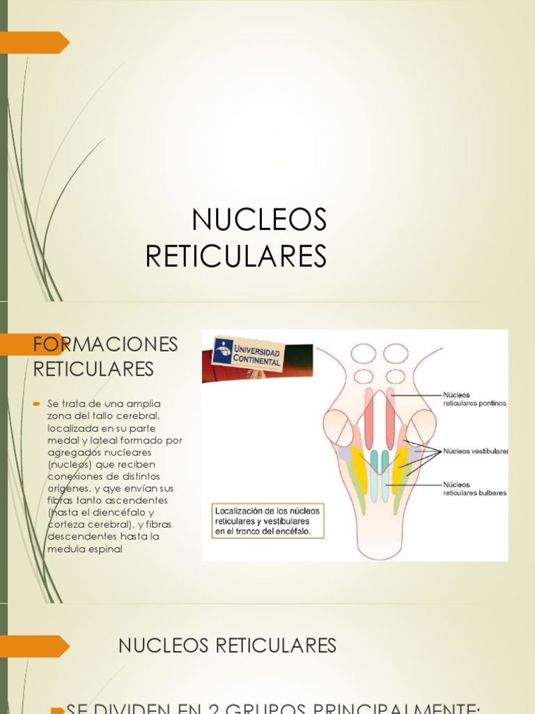 NUCLEOS RETICULARES | Cerebelo | Cerebro