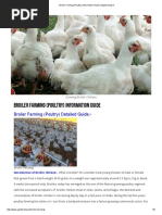 Chicken Feed Formulation | PDF | Chicken | Broiler