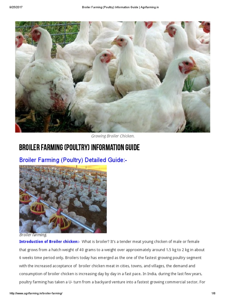 Broiler Farming (Poultry) Information Guide - Agrifarming | PDF ...