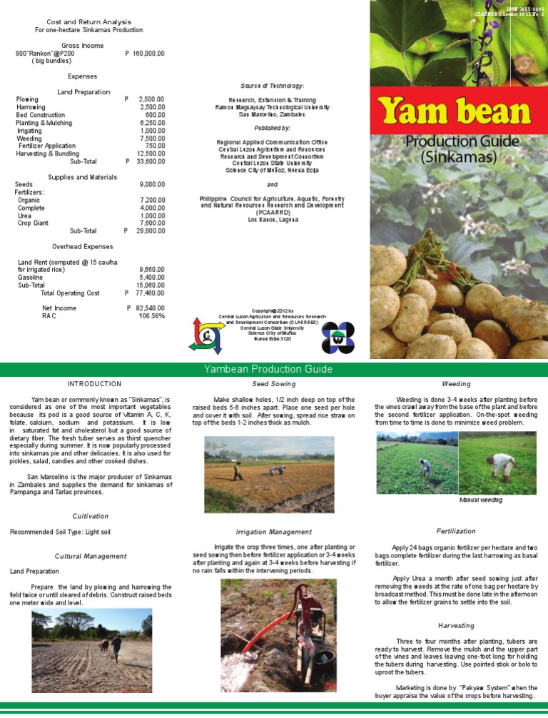 Yam Bean: Production Guide (Sinkamas) | PDF | Sowing | Fertilizer