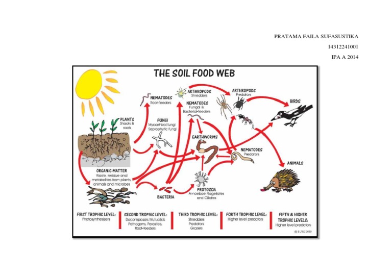 Print Soil Food Web | PDF
