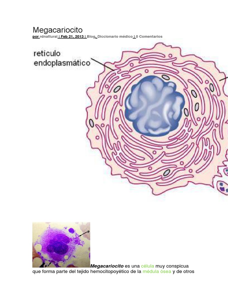 Megacariocitos | PDF