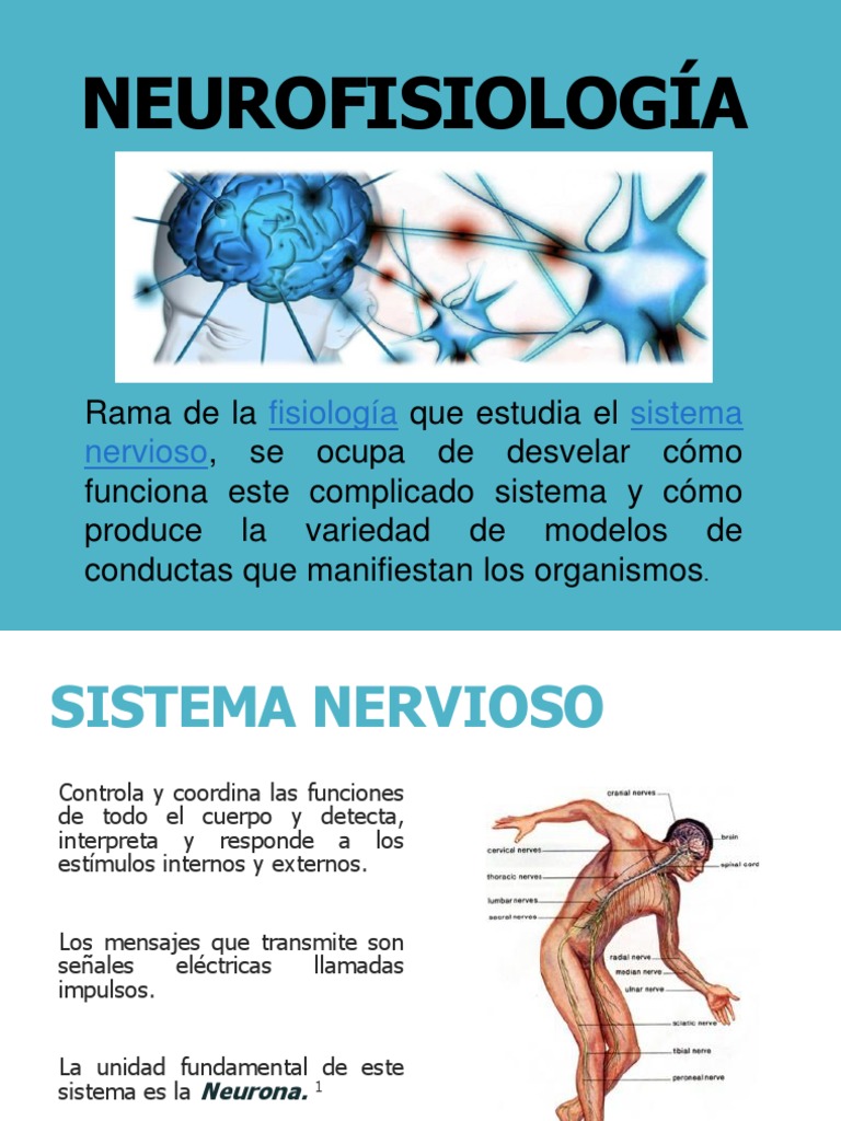 Neurofisiologia 1 | PDF | Sistema nervioso central | Cerebro